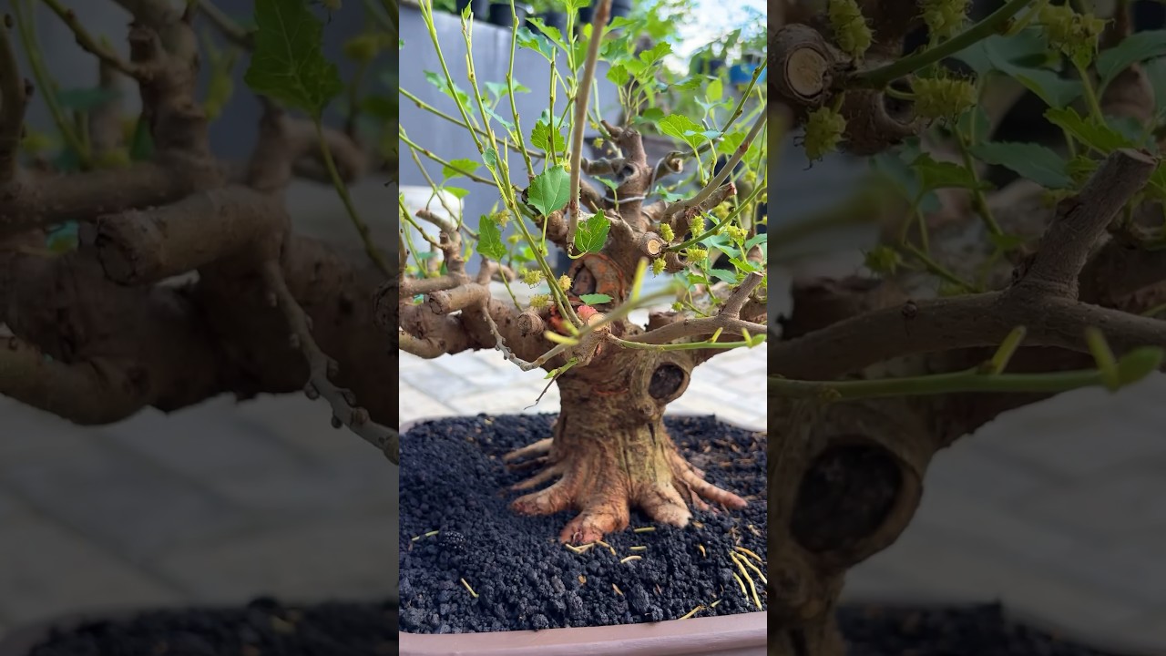 Bahan bonsai murbei seharga 8 juta