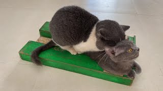 Cat Mating With Sound MP4 and MP3 Download