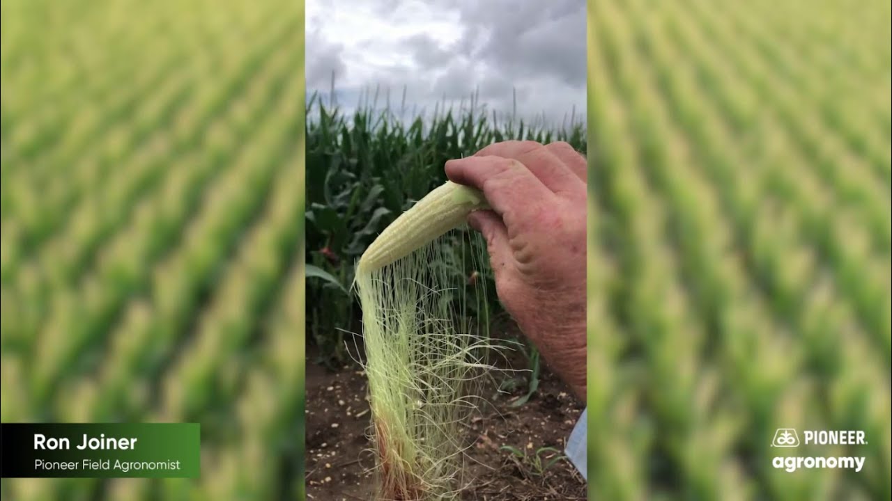 Determining Pollination in Corn Fields