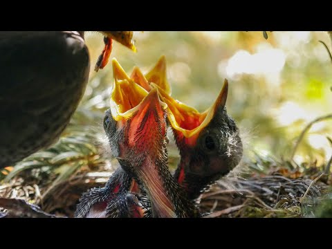 Unveiling the Mysteries of Bird Chirping: Meaning, Sounds, and the Enchanting Call of Robin Birds