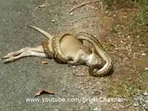 Snake eats Kangaroo | Killer Koala