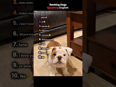Ranking Dogs Speaking English