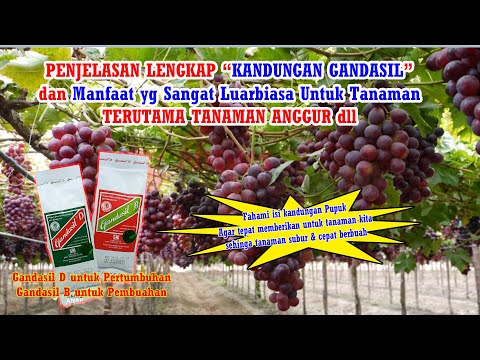 Gandasil, gandasil fertilizer is very good for plants