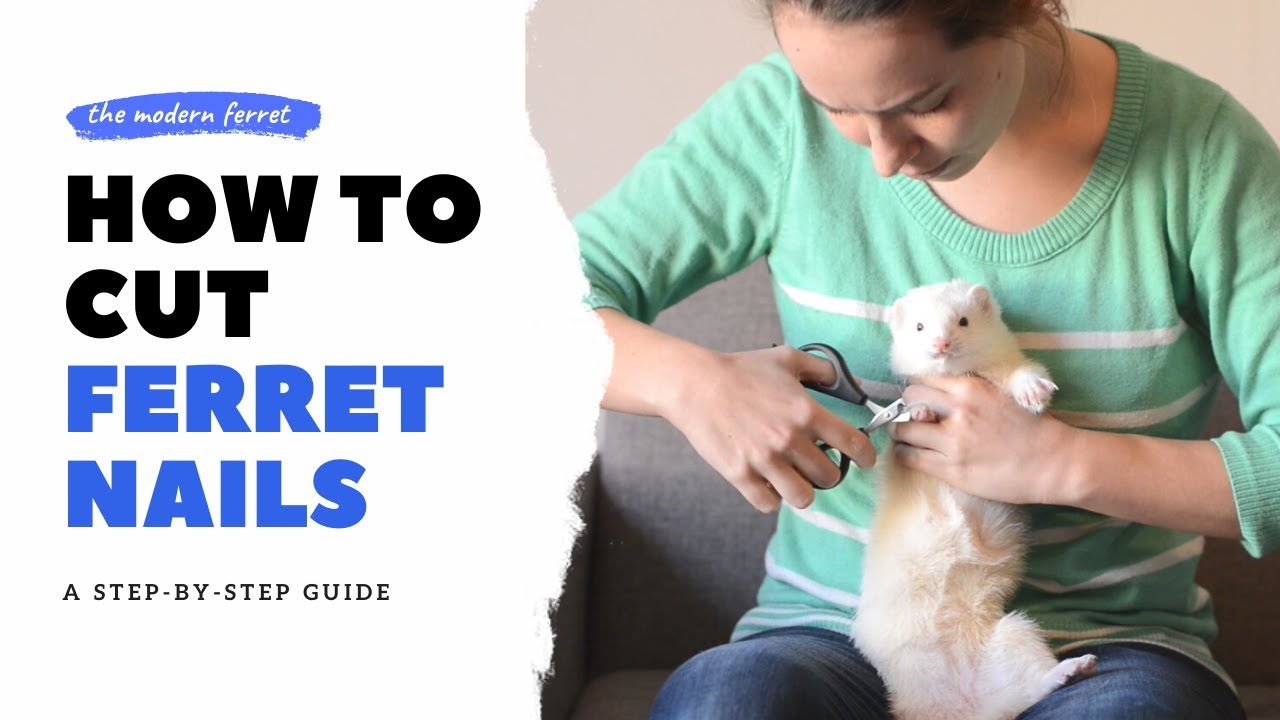 Ferret Care Tips : How to SAFELY Trim Nails