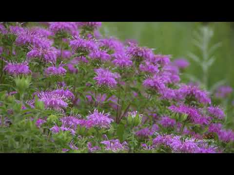 GARDEN TOUR - Developing a Garden on a Difficult Site