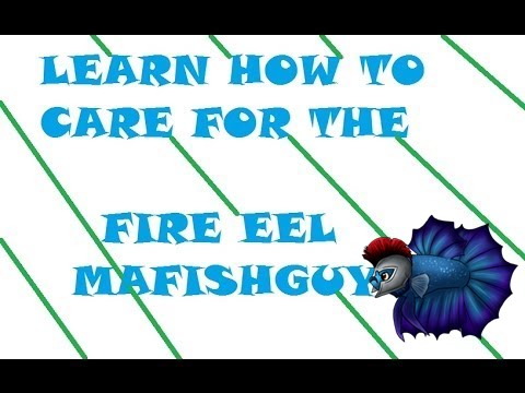 LEARN HOW TO CARE FOR YOUR FIRE EEL