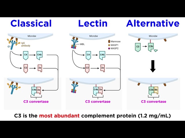 Understanding The Complement System Classical Lectin And Alternative
