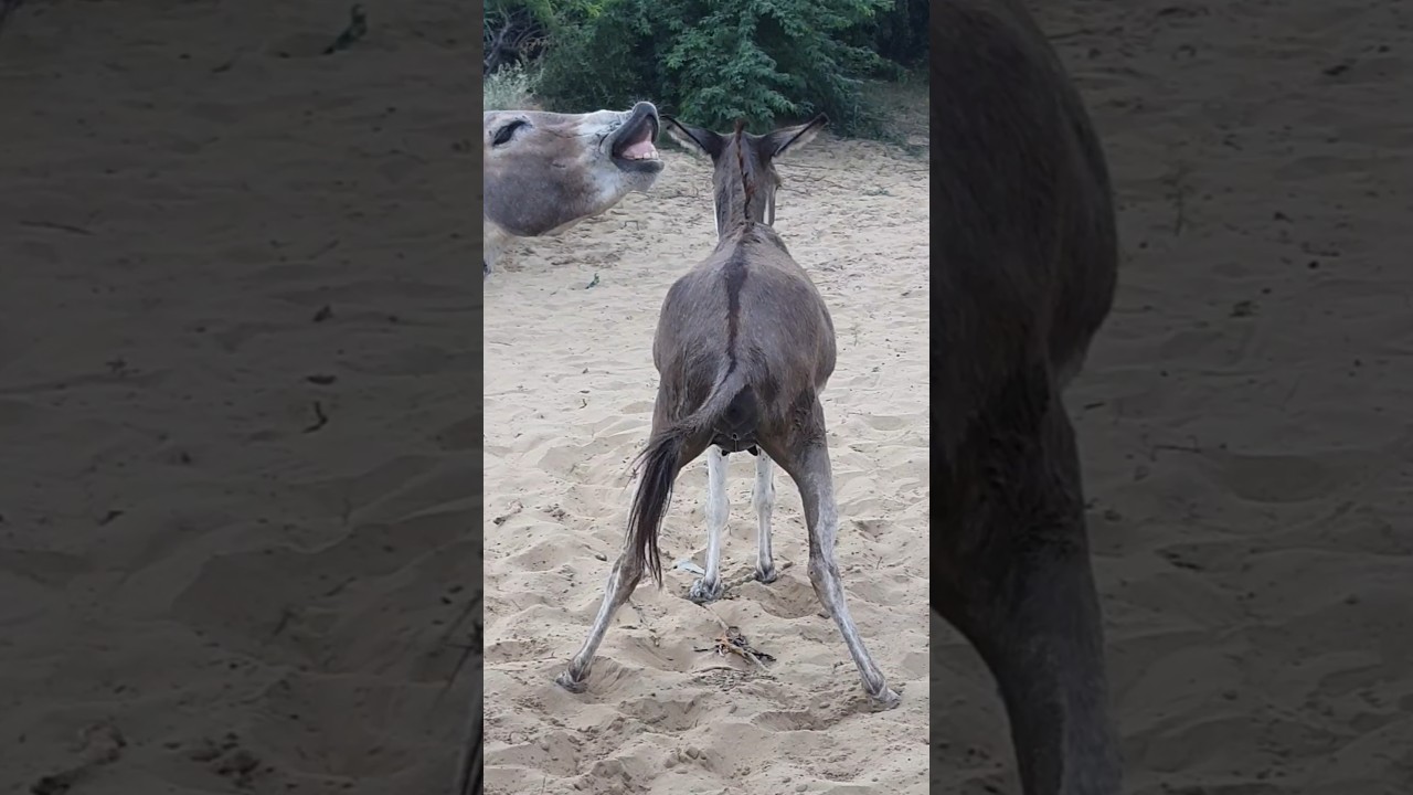 #animals #donkey download Birthday pic