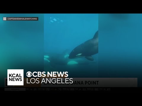 Captain Dave’s Dolphin and Whale Safari | SoCal Spotlight