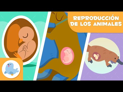 REPRODUCCIÓN de los ANIMALES 🐶🐦 SEXUAL Y ASEXUAL 🥚🤰🏻 OVÍPAROS, VIVÍPAROS Y OVOVIVÍPAROS