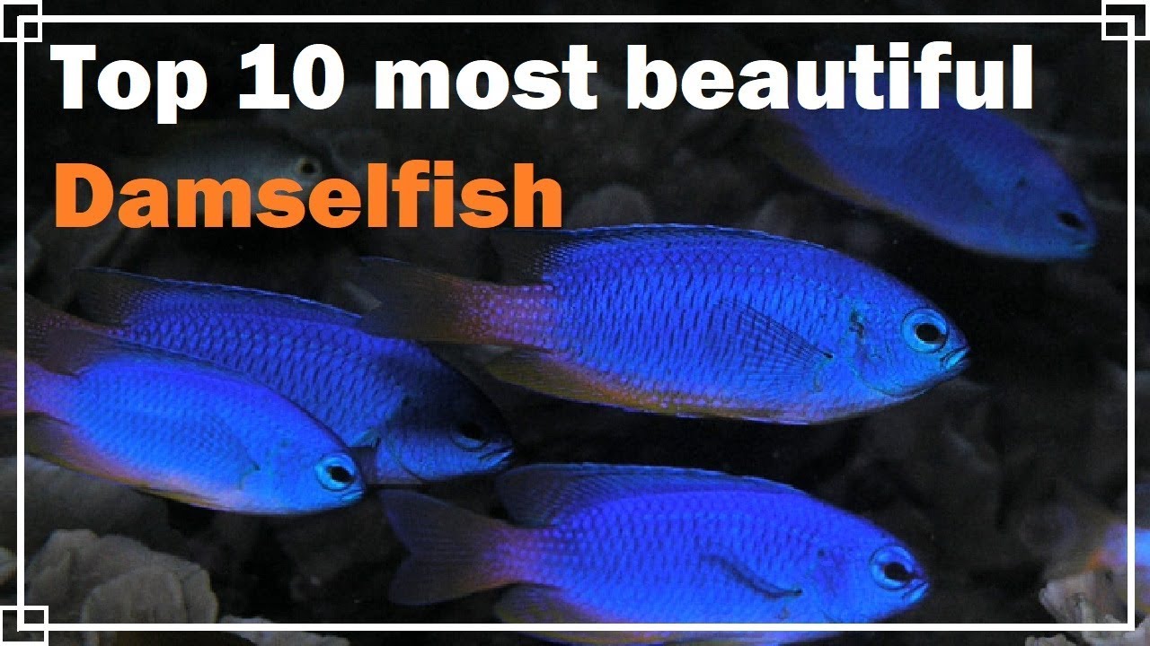 Top 10 most beautiful Damselfish