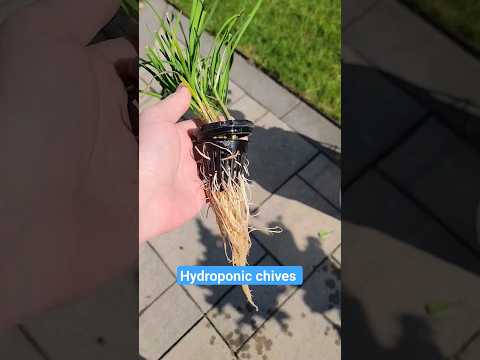Hydroponic garden tower chives. #hydroponics #aeroponics