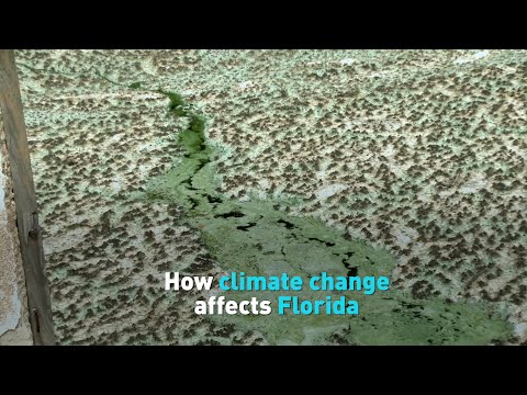 How climate change affects Florida | Transition Studies
