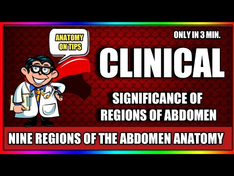 Nine Region Of Abdomen - |Clinical|