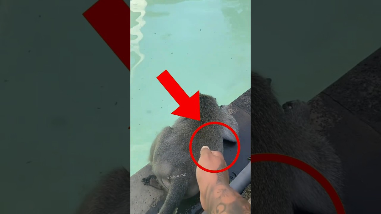 Never Push A Wild Monkey In Swimming Pool 😯😱 - #woodscraft #facts