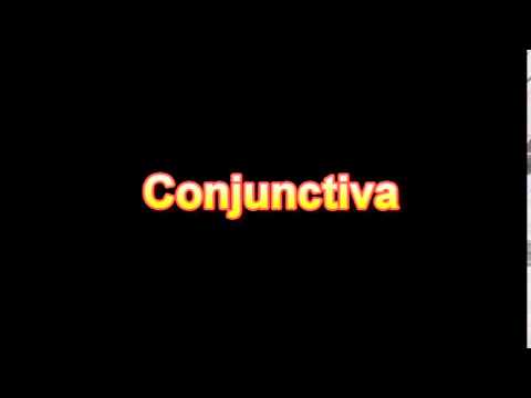 What Is The Definition Of Conjunctiva - Medical Dictionary Free Online