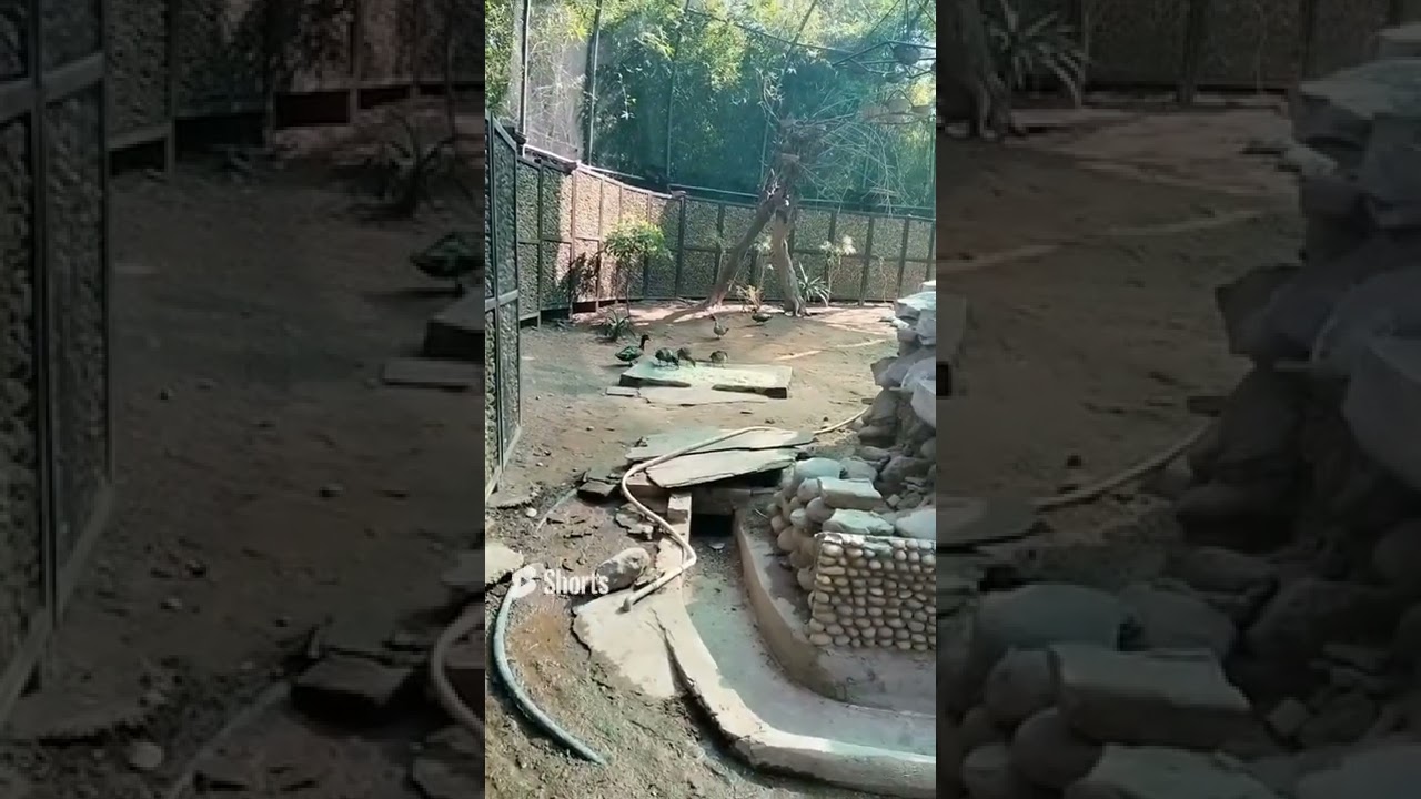 Cute baby ducks playing in a creek