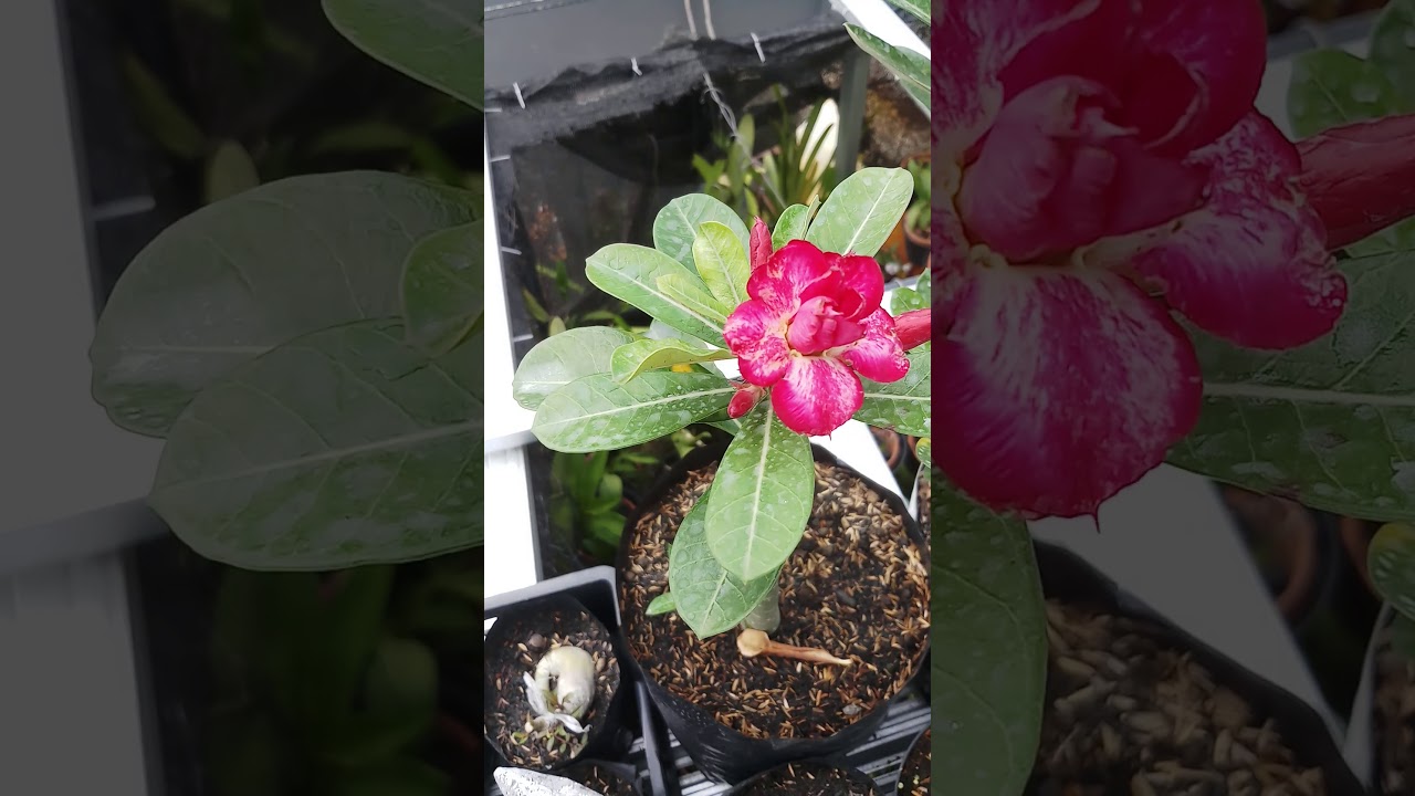 adenium original bunga tumpuk asli bukan graftingan