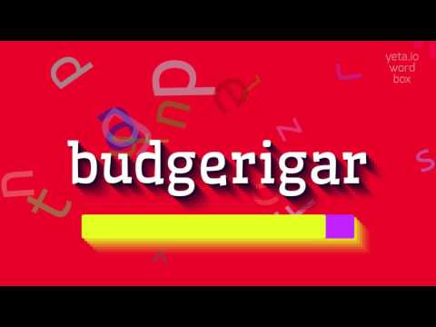 How to say "budgerigar"! (High Quality Voices)