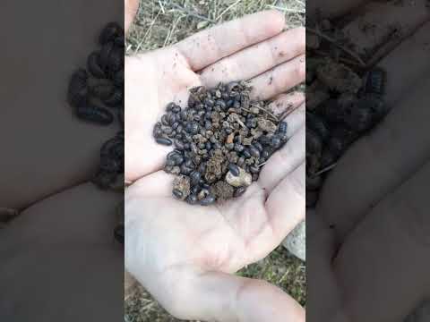 rollie pollies? #viral #omg #insane #bugs #insects
