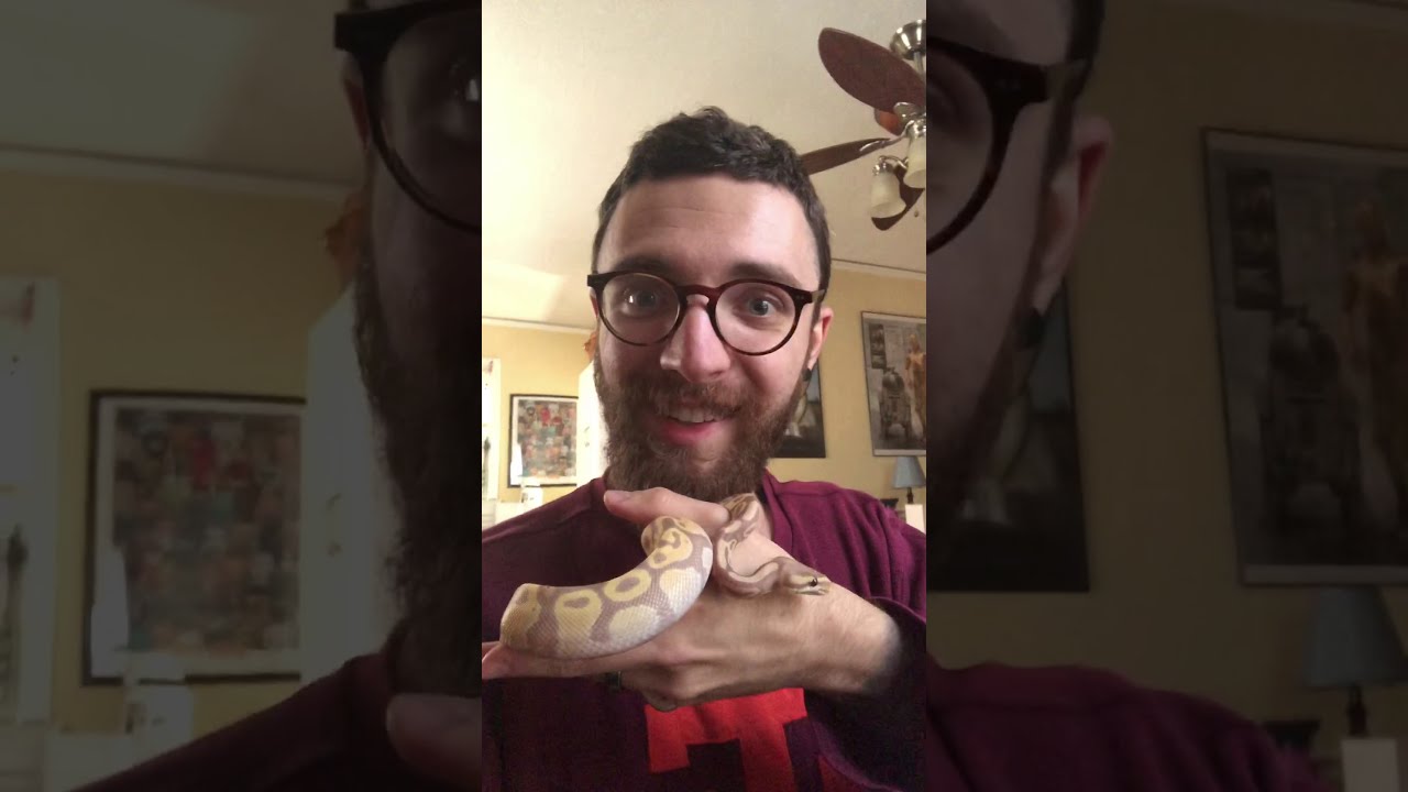 Banana Leopard Ball Python Unboxing!