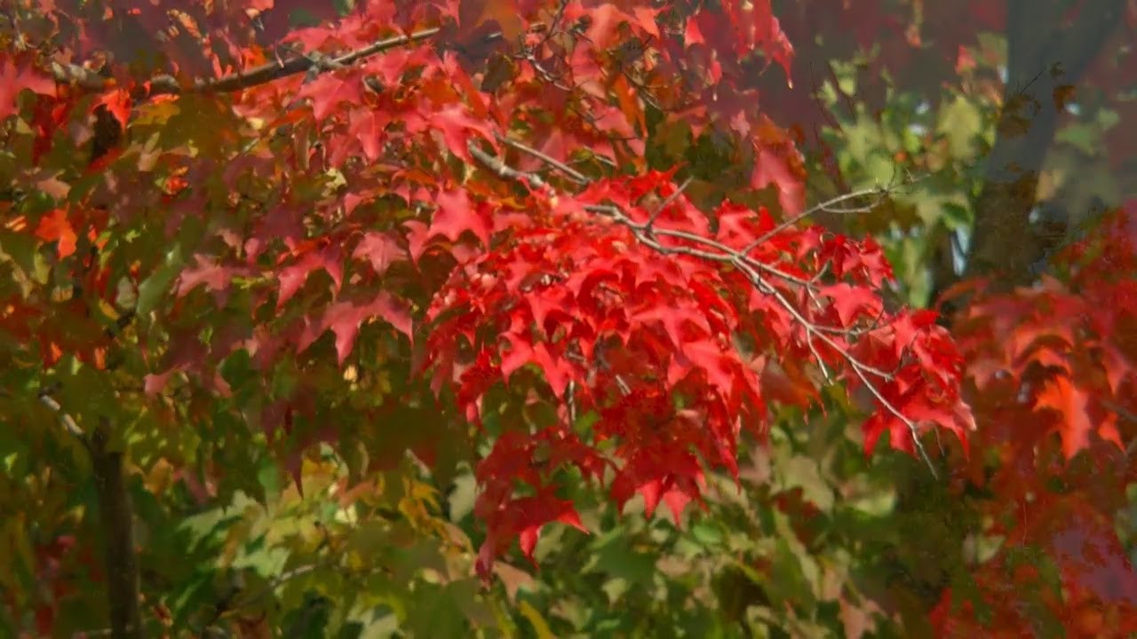 Fall Color Map: Where Are The Best Color Changes Happening?