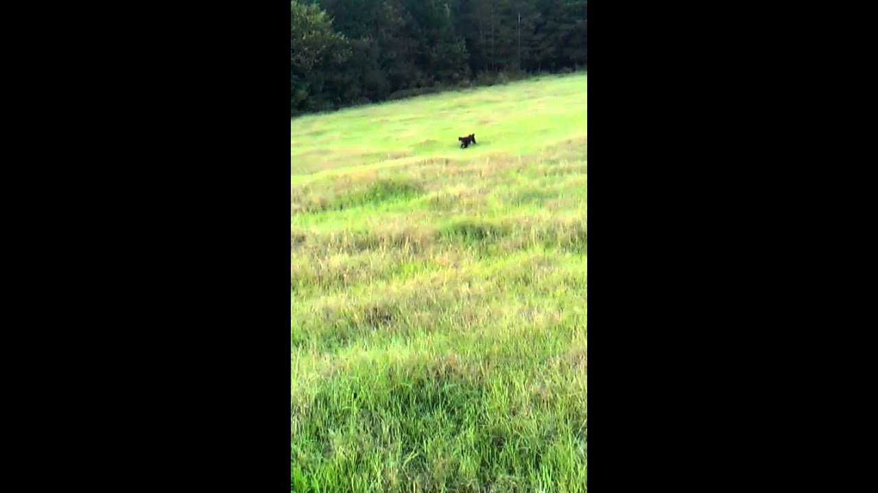 Boykin spaniel quail training