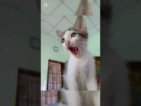 Cats & Dogs Together πΎ | Adorable Photo Slideshow Edit for Pet Lovers