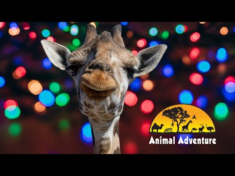 Johari the Giraffe & Jungle Bells Event Cam of Animal Adventure