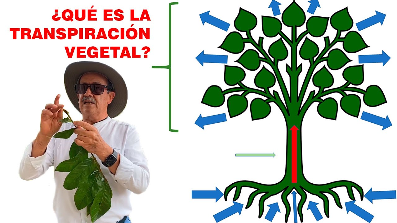 ¿QUÉ ES LA TRANSPIRACIÓN VEGETAL?
