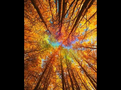 Animated rainbow sunburst on trees