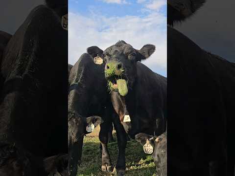 Who is ready for more cow videos? Feeding my cows some vegan food.