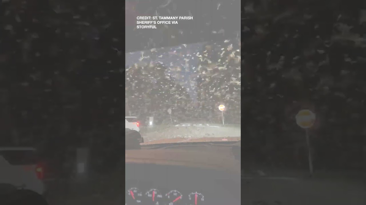 Deputy drives through swarm of '6 billion' termites