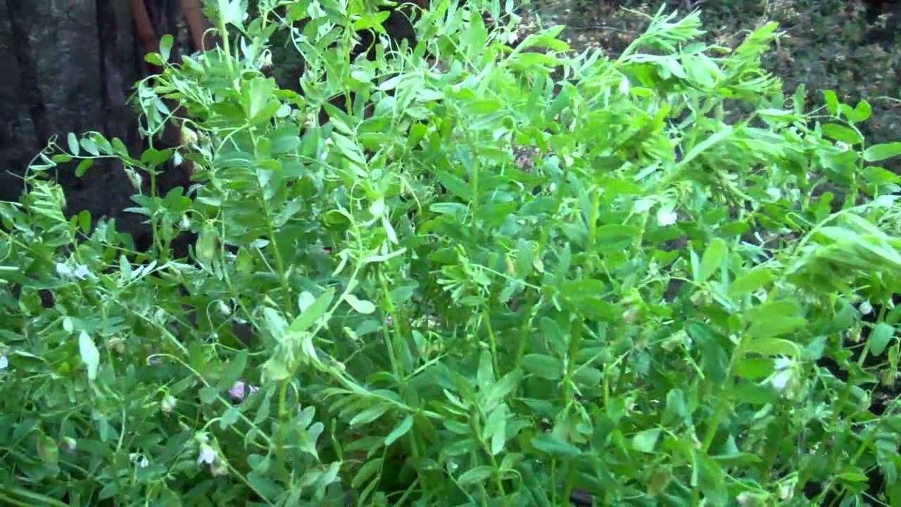 Ever try growing Lentils?