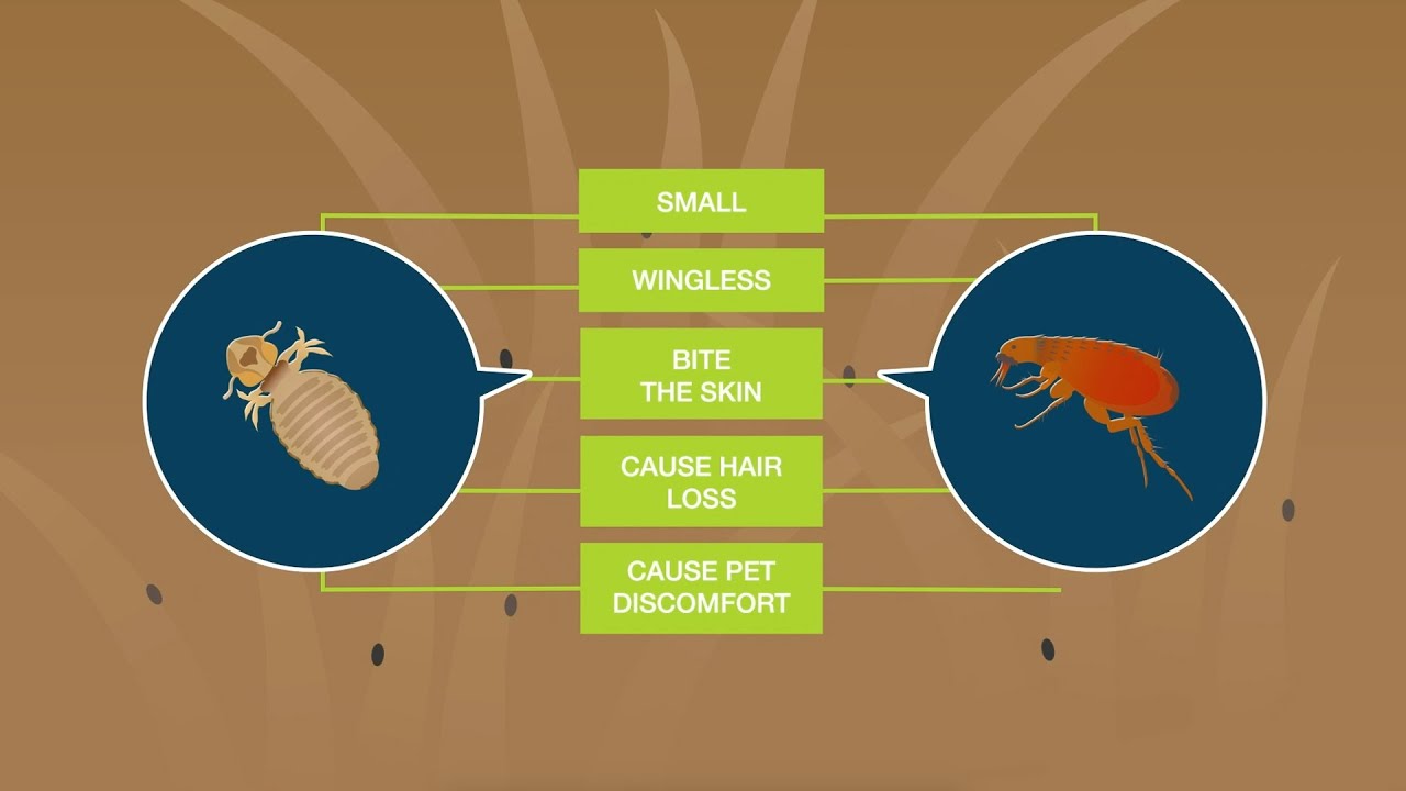 Fleas vs. Lice: What’s the Difference?