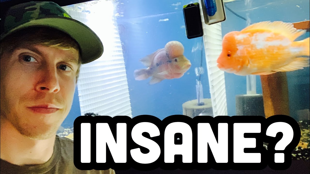Red Devil Cichlid Aggressiveness (Growth Rate)