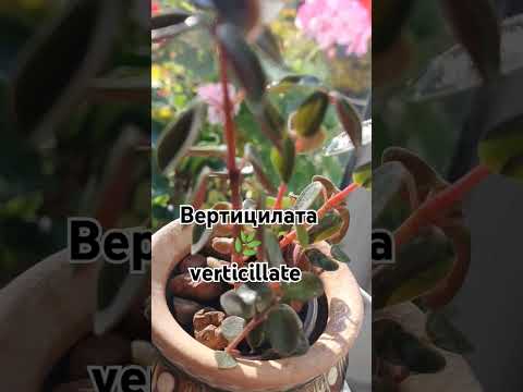 Peperomia world ☘️ nature 💚 plants🌱flowers home🌻 Ukraine