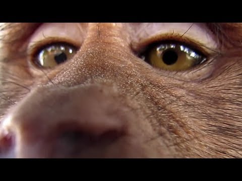 funny monkey play with me the look on his face was funny/Full HD/popular daily
