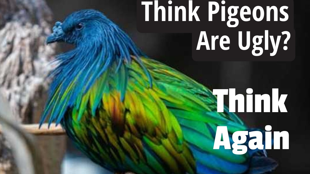 Nicobar Pigeon: The Bird That Carries Ancient Secrets