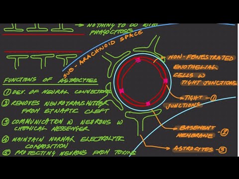 Blood Brain Barrier