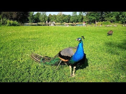 Bois de Vincennes park |Paris France