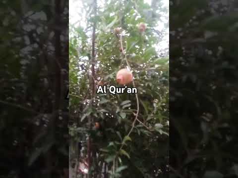 AL Qur'an Surah Younas Ayat 42.48 Urdu Translation. #quran #quranrecitation #qurantilawat #tilawat