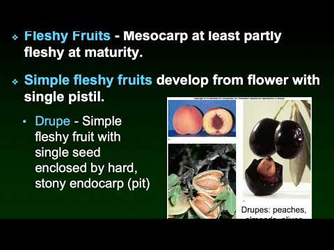 Dr.D's Botany: Types of Fruits