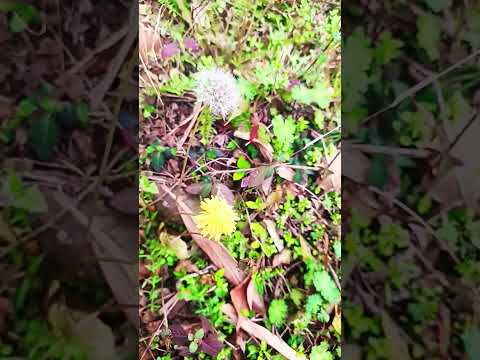 Taraxacum officinale, dandelion,herbaceous perennial flowering plant in the daisy family,Asteraceae