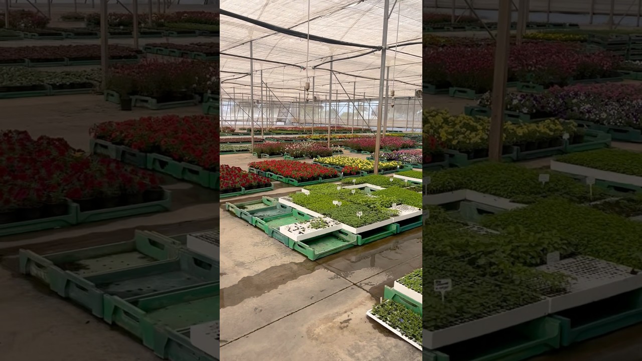 The Largest Producer of Plants in CPT!