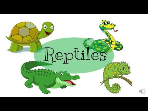 Let's Learn About The Reptiles! | Grade Two | Science