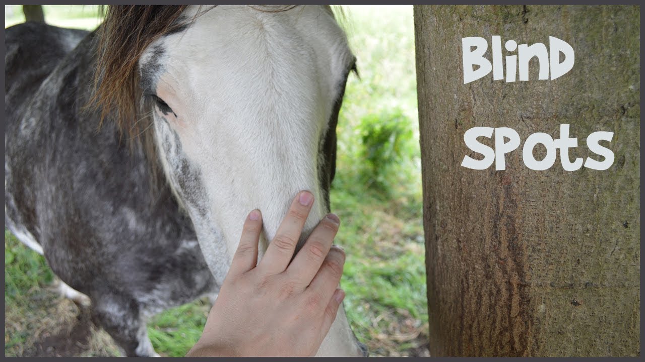 My Horses Whisper - Blind Spots