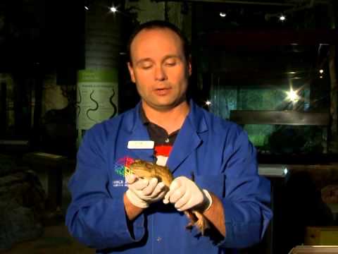 Cool Science - Frog Biology 101