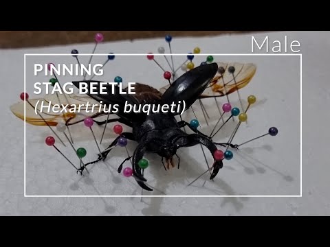 Pinning a Stag Beetle (Hexarthrius buqueti) (Male)