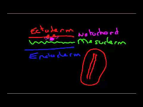 Neural Tube